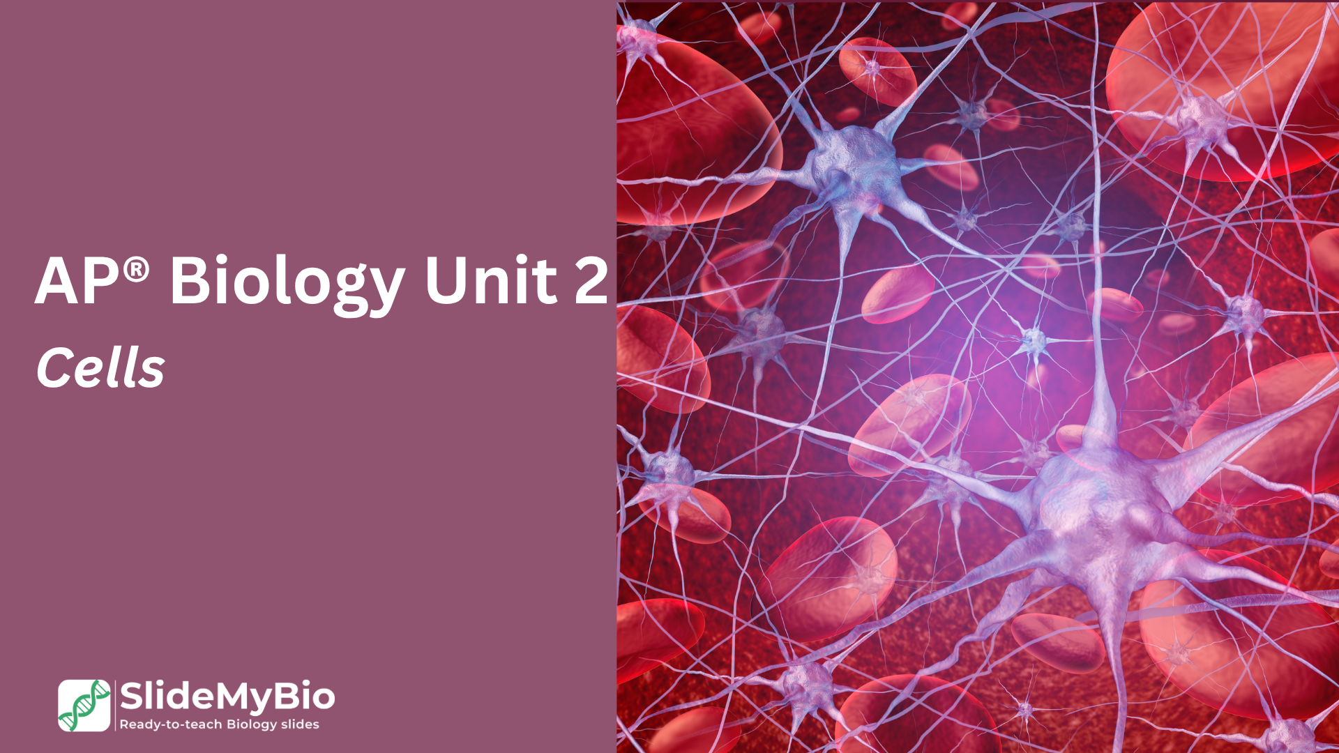Unit 2. Cells (Coming September 2025) – SlideMyBio